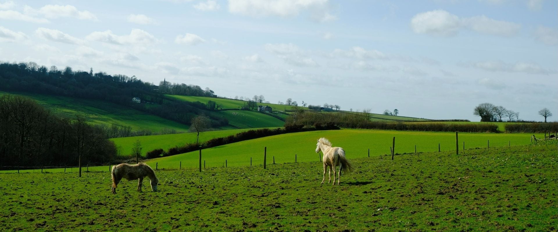 Hopoti - Horse Connection at Collacott Farm