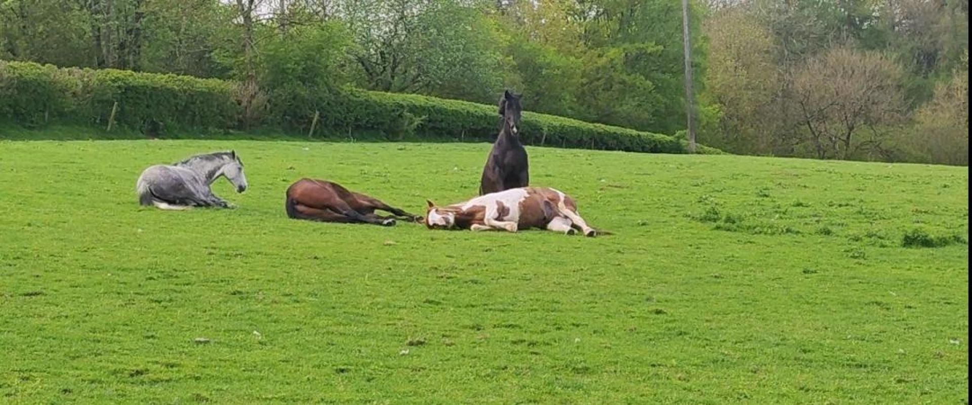 Hopoti - Underhill Riding Stables