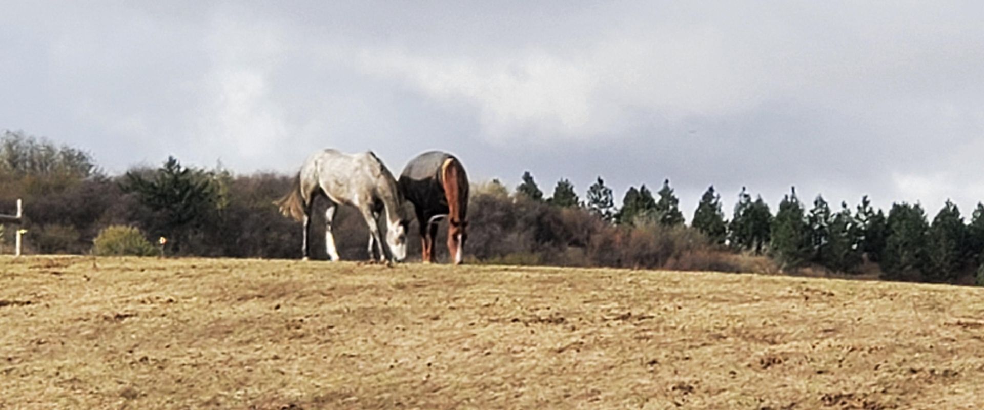 Hopoti - Serenity Ridge Farm