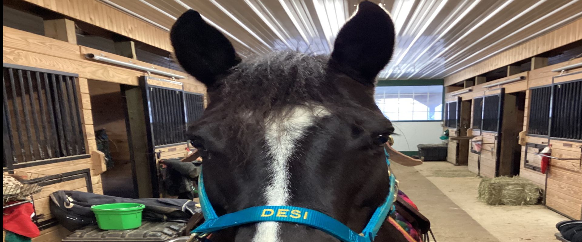 Hopoti - Coexist Stables LLC - Book your riding lessons