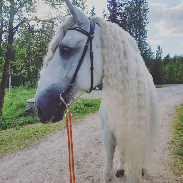 Hopoti - Tizon De JC